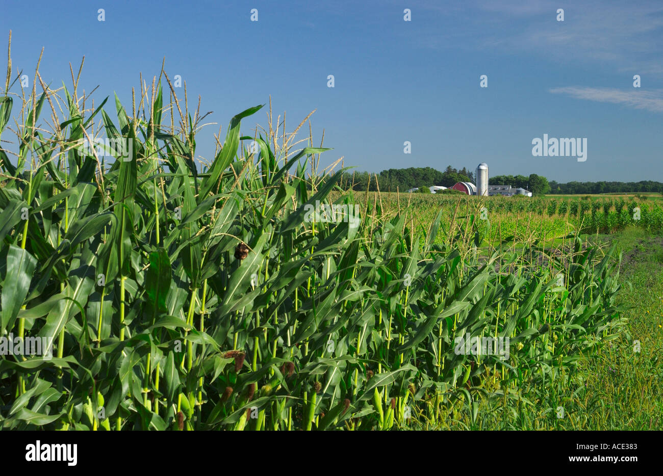 Corn fields and dairy farms in rural Minnesota USA Stock Photo - Alamy