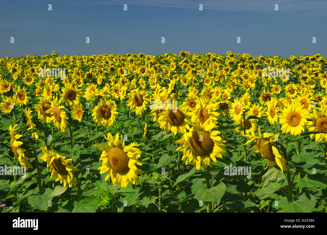Sunflower fields in the agriculture regions near Brandon, Minnesota USA ...