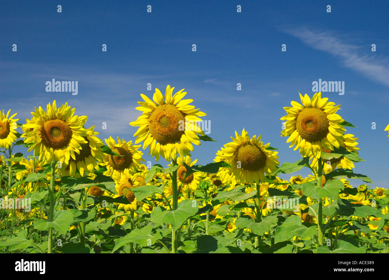 Sunflower fields in the agriculture regions near Brandon, Minnesota USA ...