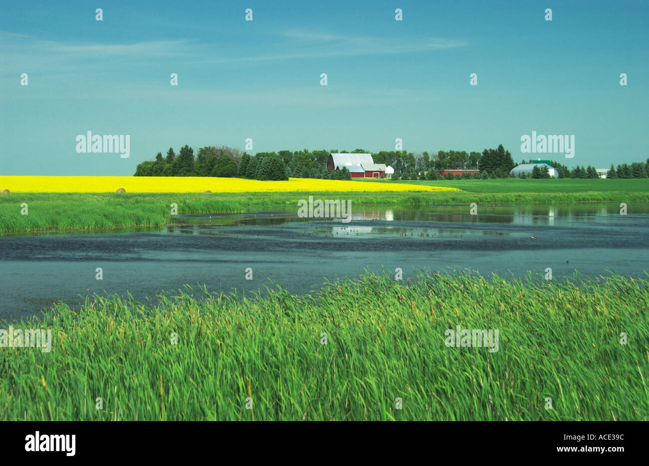 Agriculture scene with lake and blooming canola crop in Manitoba Canada ...