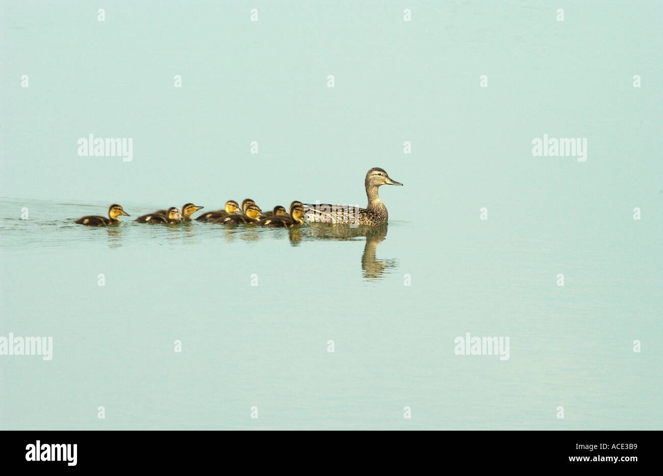 Mallard duck family with female duck and ducklings following close ...