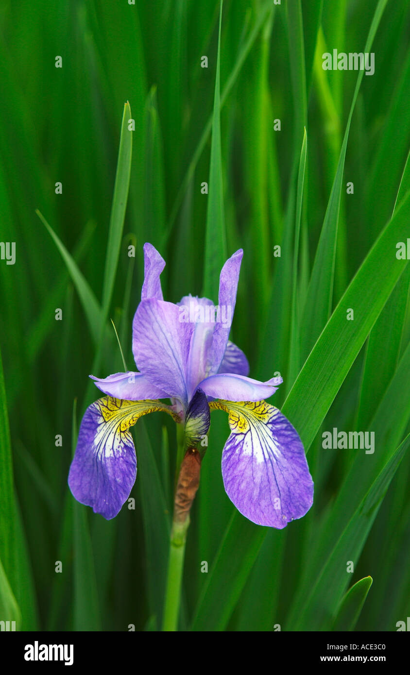 Dark Blue Iris China Blue portrait in the wetlands of Manitoba, Canada ...