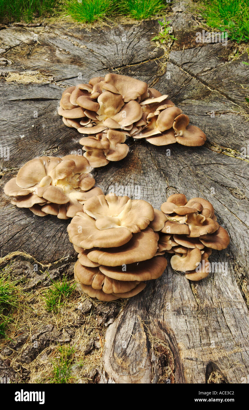 Fungus mushroom tree stump hi-res stock photography and images - Alamy