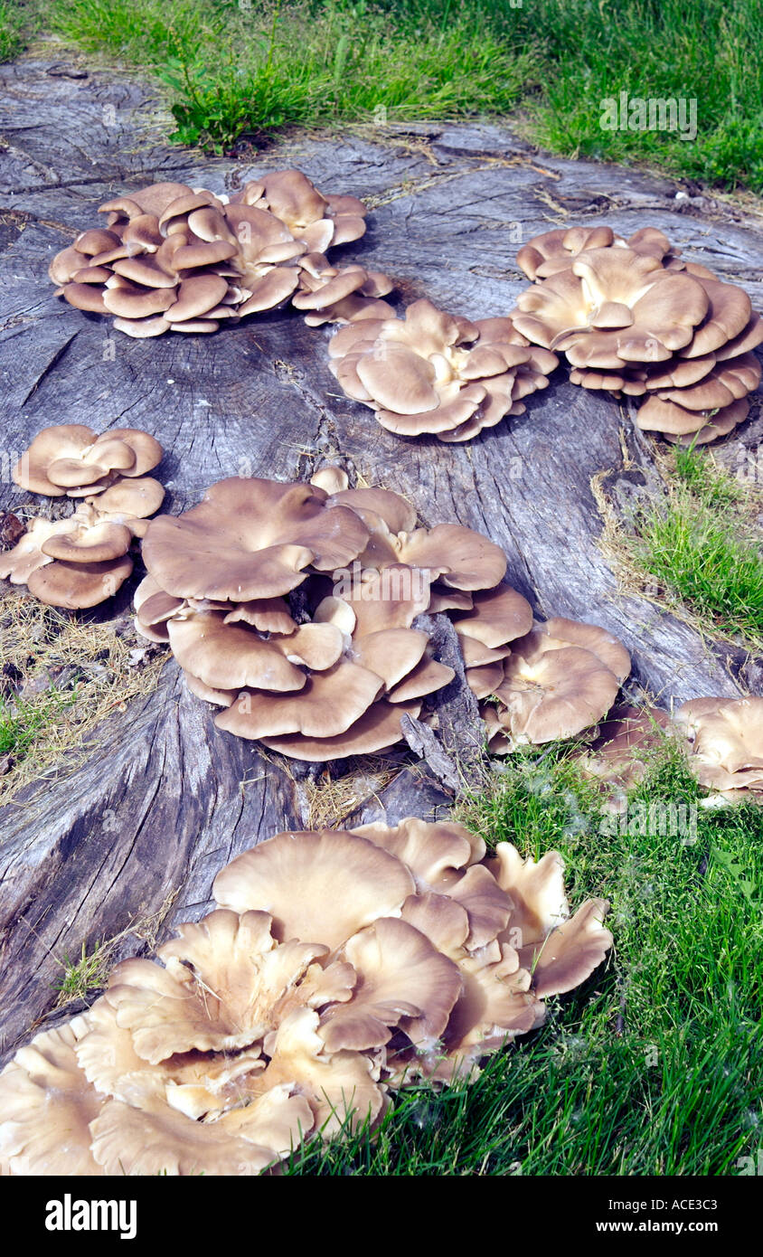 Fungus mushroom tree stump hi-res stock photography and images - Alamy