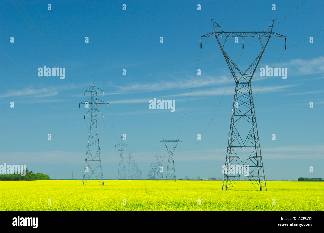 Electrical power lines and yellow canola field in Manitoba Canada Stock ...