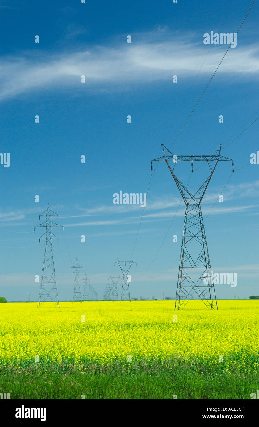 Electrical power lines and a yellow canola field in rural southern ...