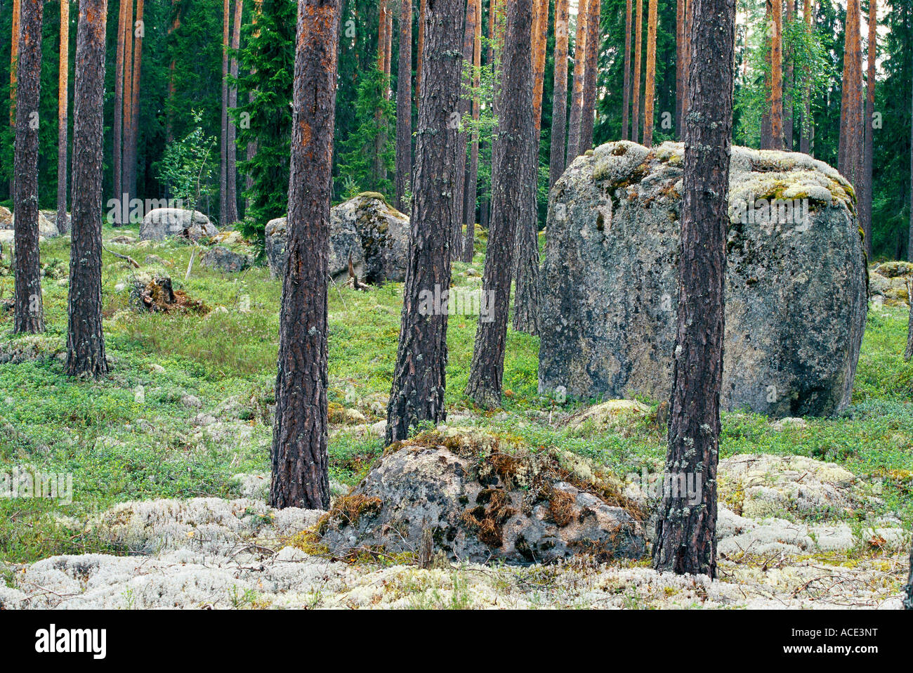 A big stone in the middle of the forest Sweden Stock Photo - Alamy