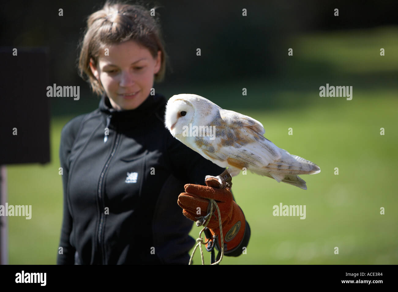Lady Falconer with Barn Owl Stock Photo - Alamy