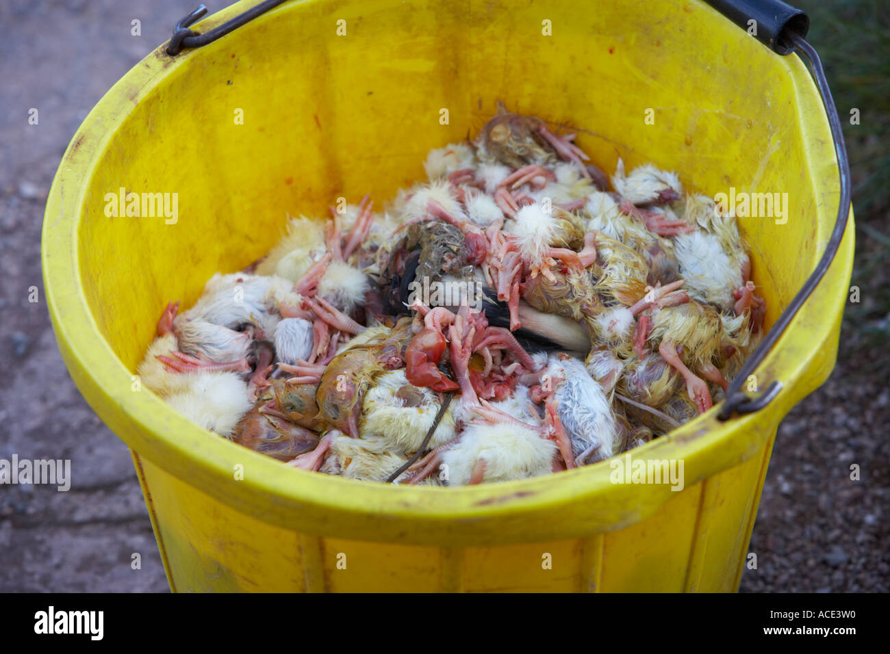 bucket of day of chicks and mice used as food for birds of prey Stock ...