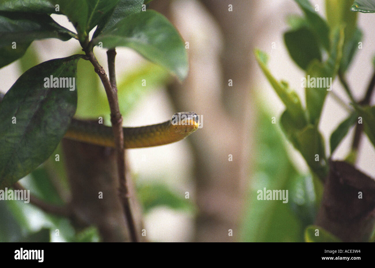 Green Tree Snake Head On Stock Photo - Alamy