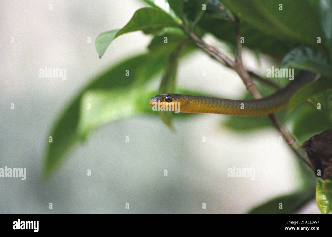Green Tree Snake Appearing Stock Photo - Alamy