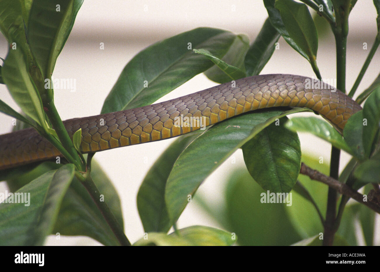 Green Tree Snake Body Scales Stock Photo - Alamy