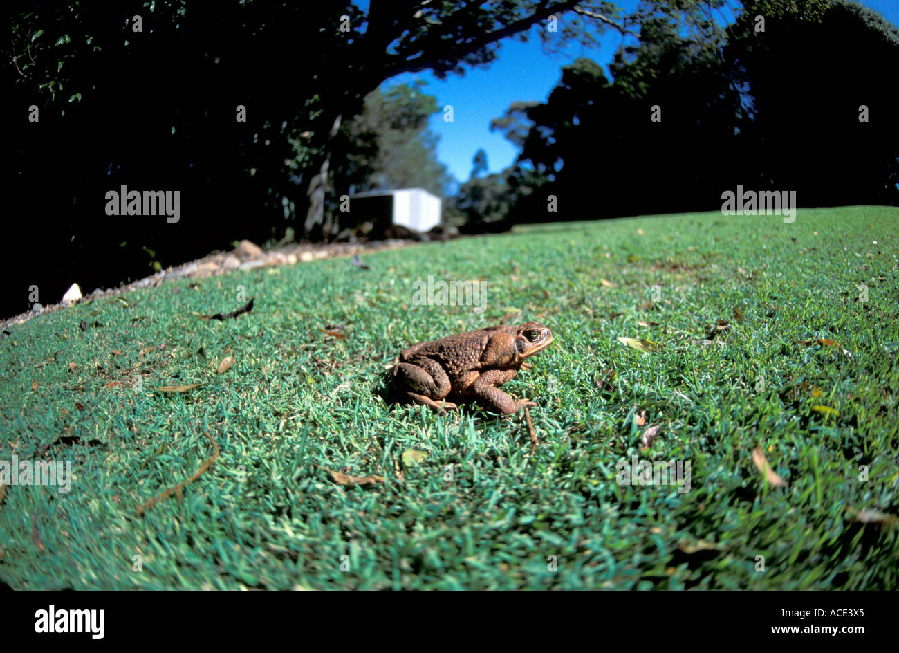 Cane Toad Landscape Stock Photo - Alamy