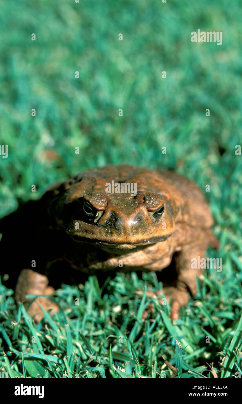 Cane toad on grass hi-res stock photography and images - Alamy