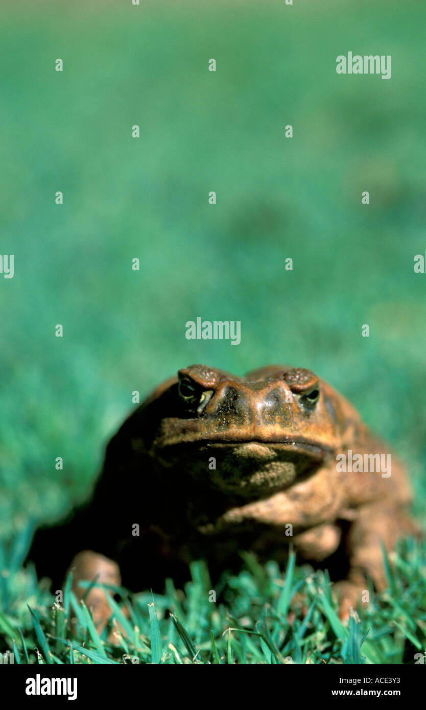Head On Cane Toad Stock Photo - Alamy