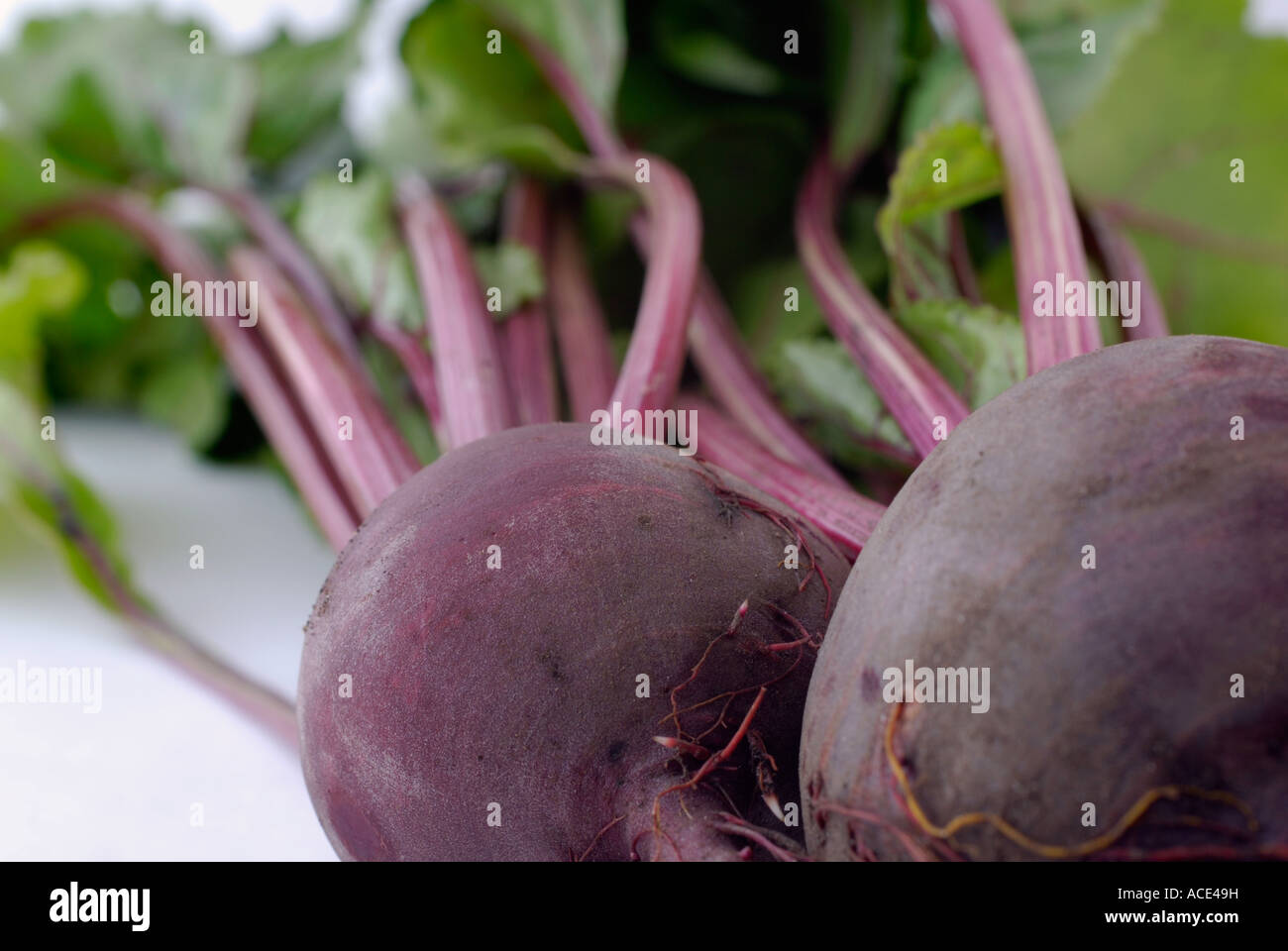 Beetroot bolthardy hi-res stock photography and images - Alamy