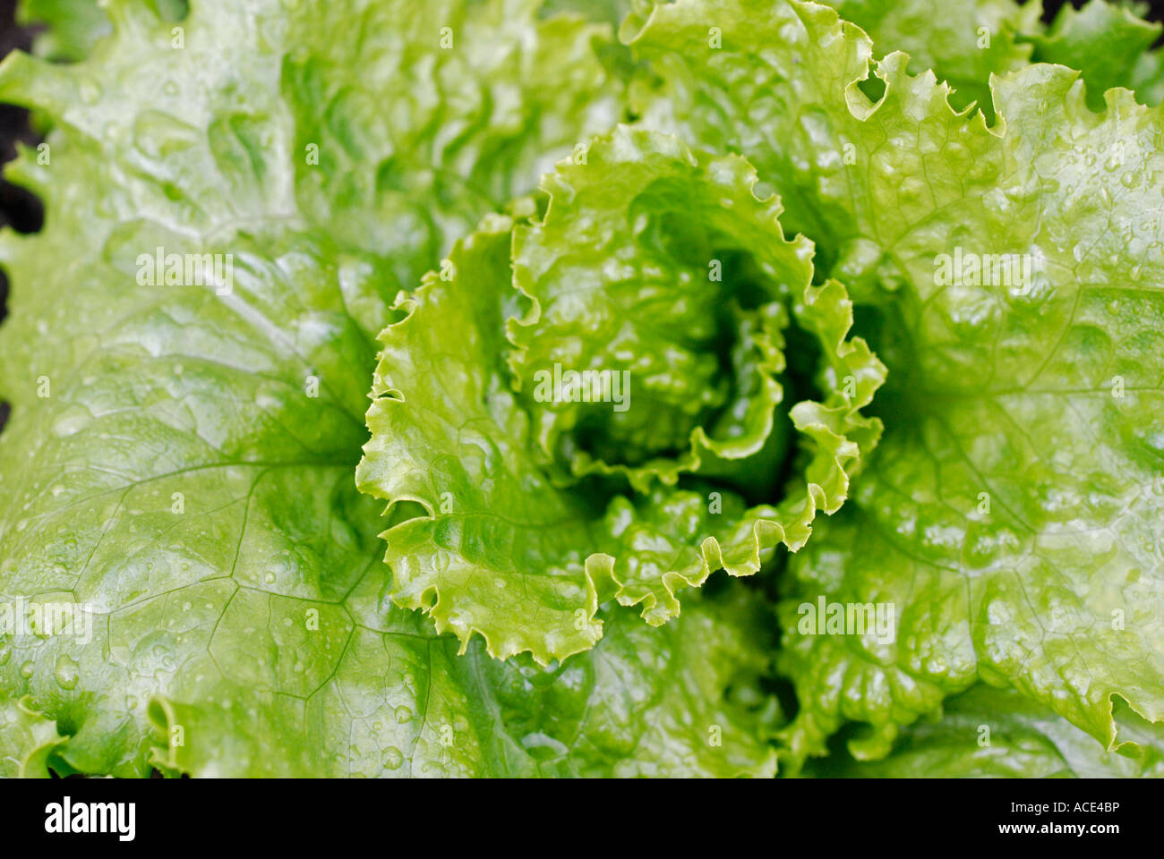 Webb's wonderful lettuce hi-res stock photography and images - Alamy