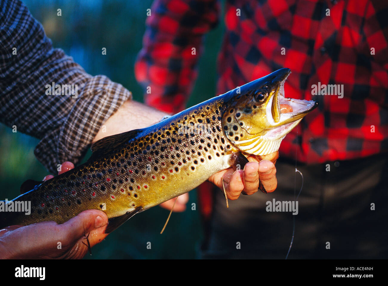 Man trout hi-res stock photography and images - Alamy