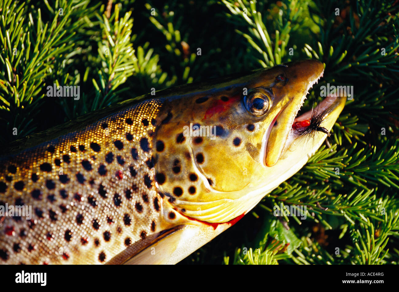 Salmon trout close-up Stock Photo - Alamy