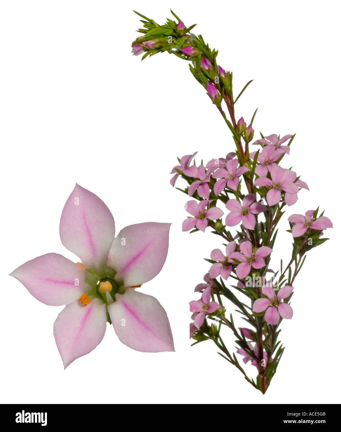 Diosma hi-res stock photography and images - Alamy