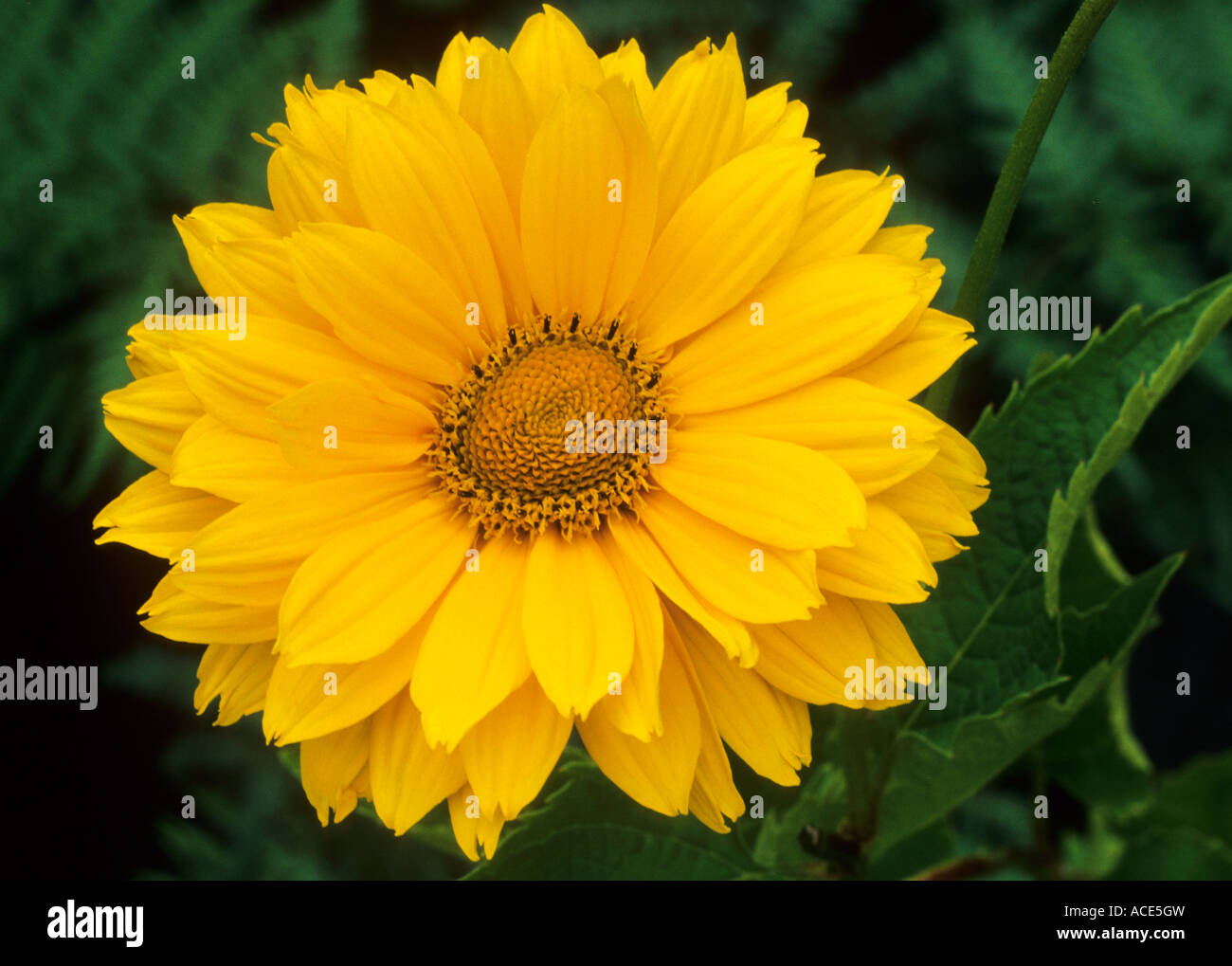 Heliopsis var. scabra 'Venus' yellow flower flowers garden plant plants ...