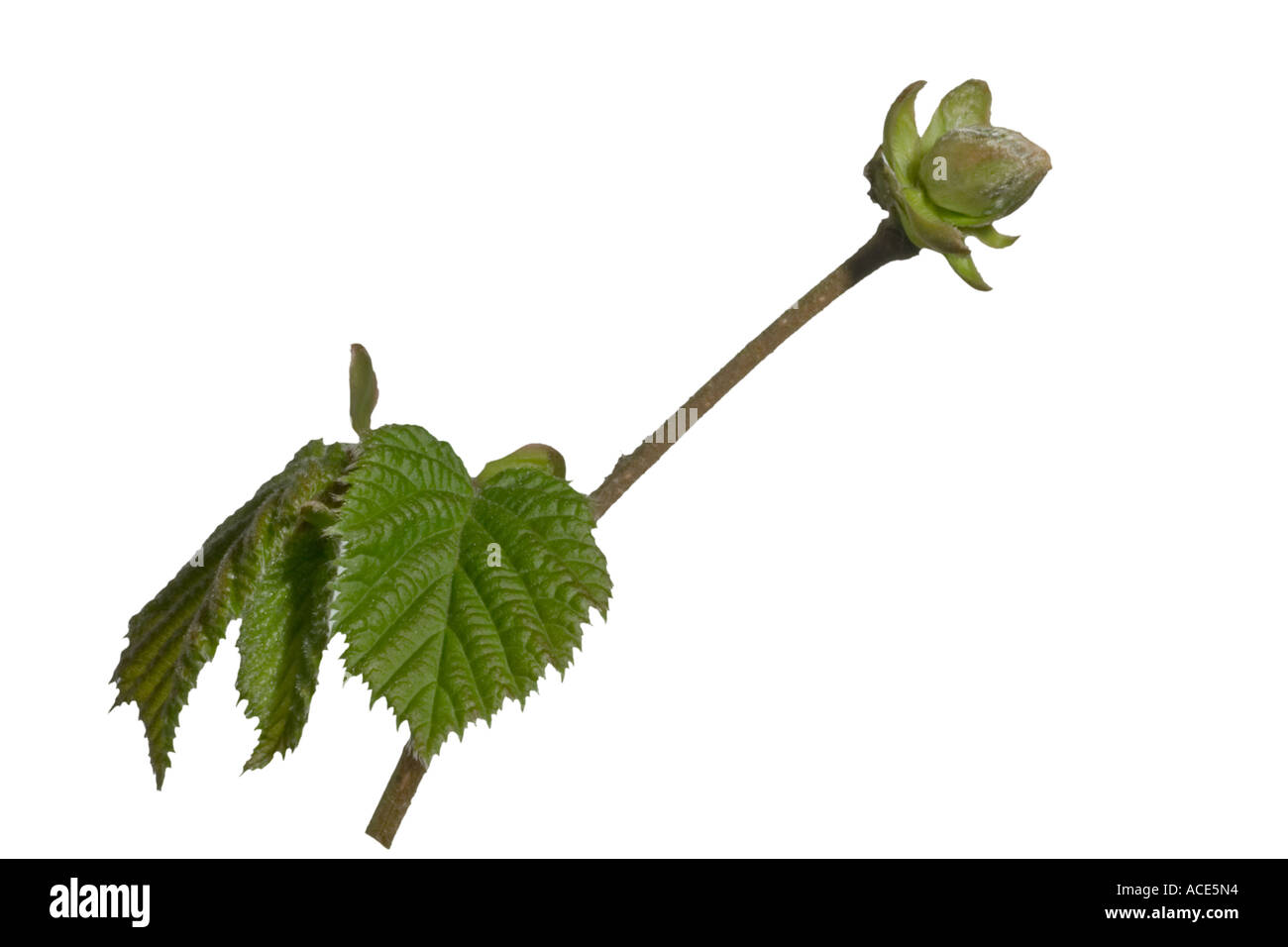 Nut leaf buds hi-res stock photography and images - Alamy