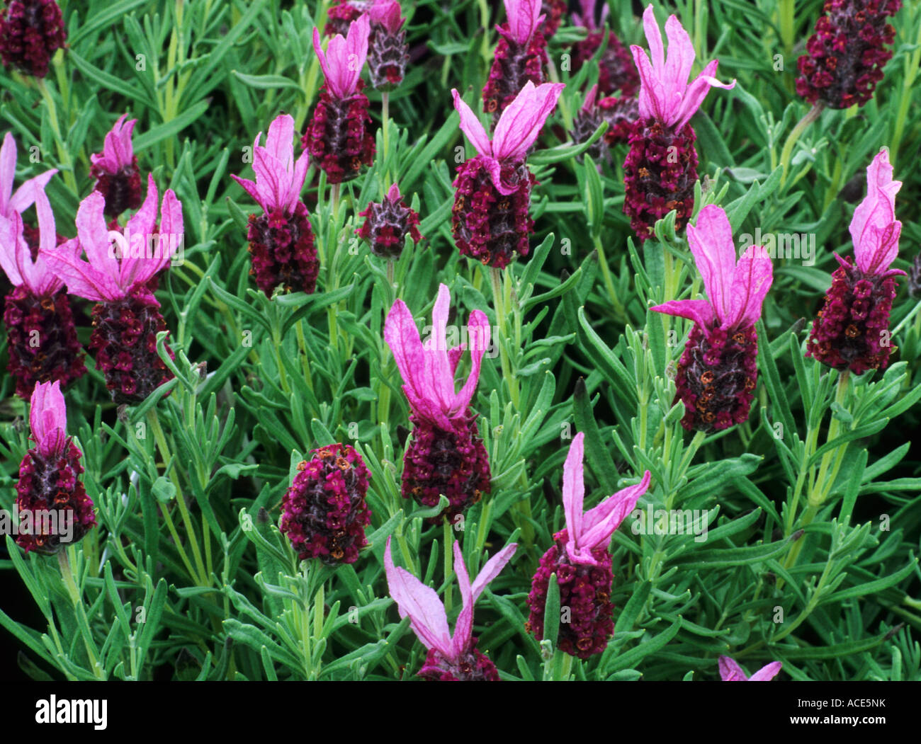 Lavandula stoechas 'Mulberry Ruffles', French lavender, purple flowers ...