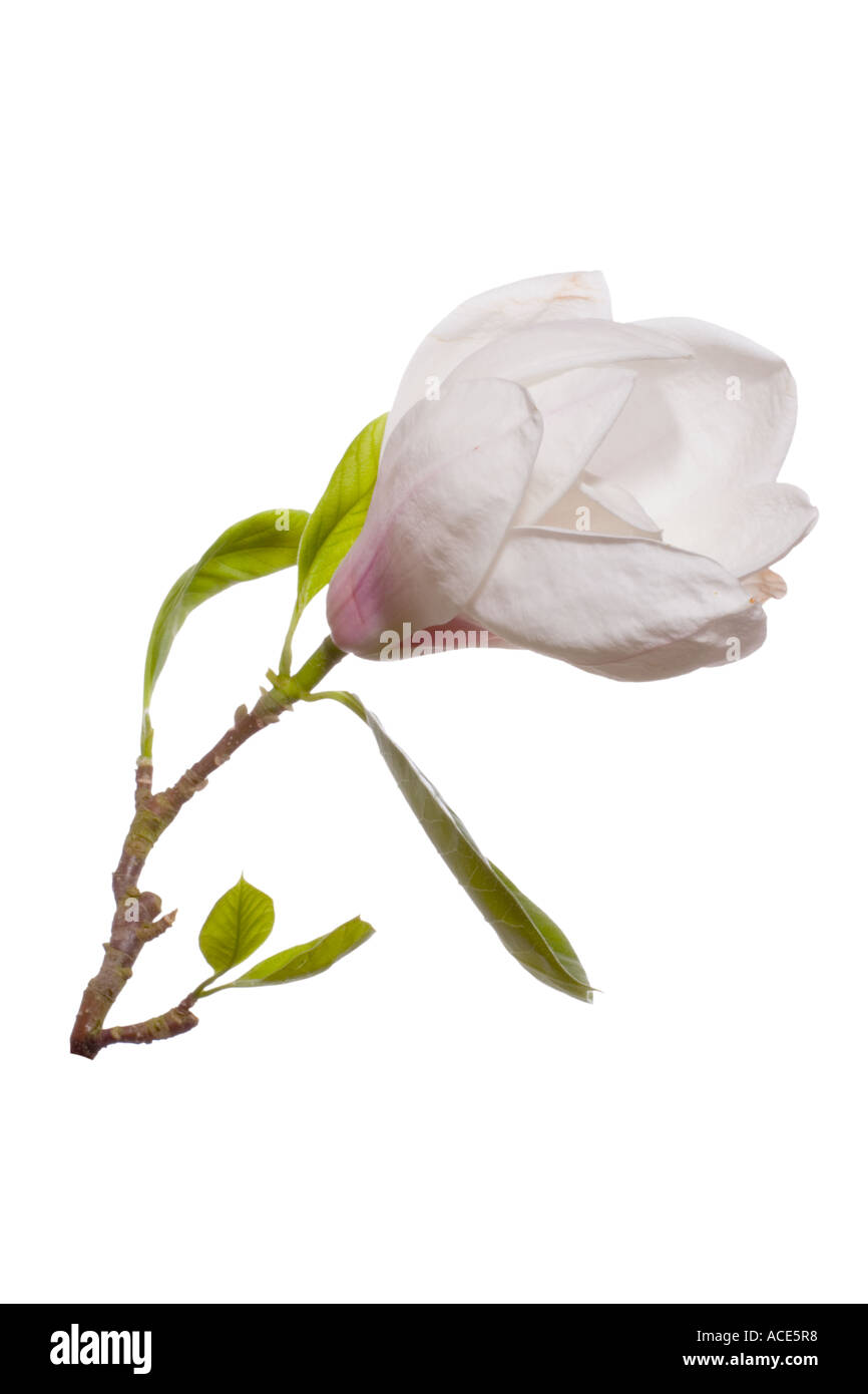 Emerging tree flowers hi-res stock photography and images - Alamy
