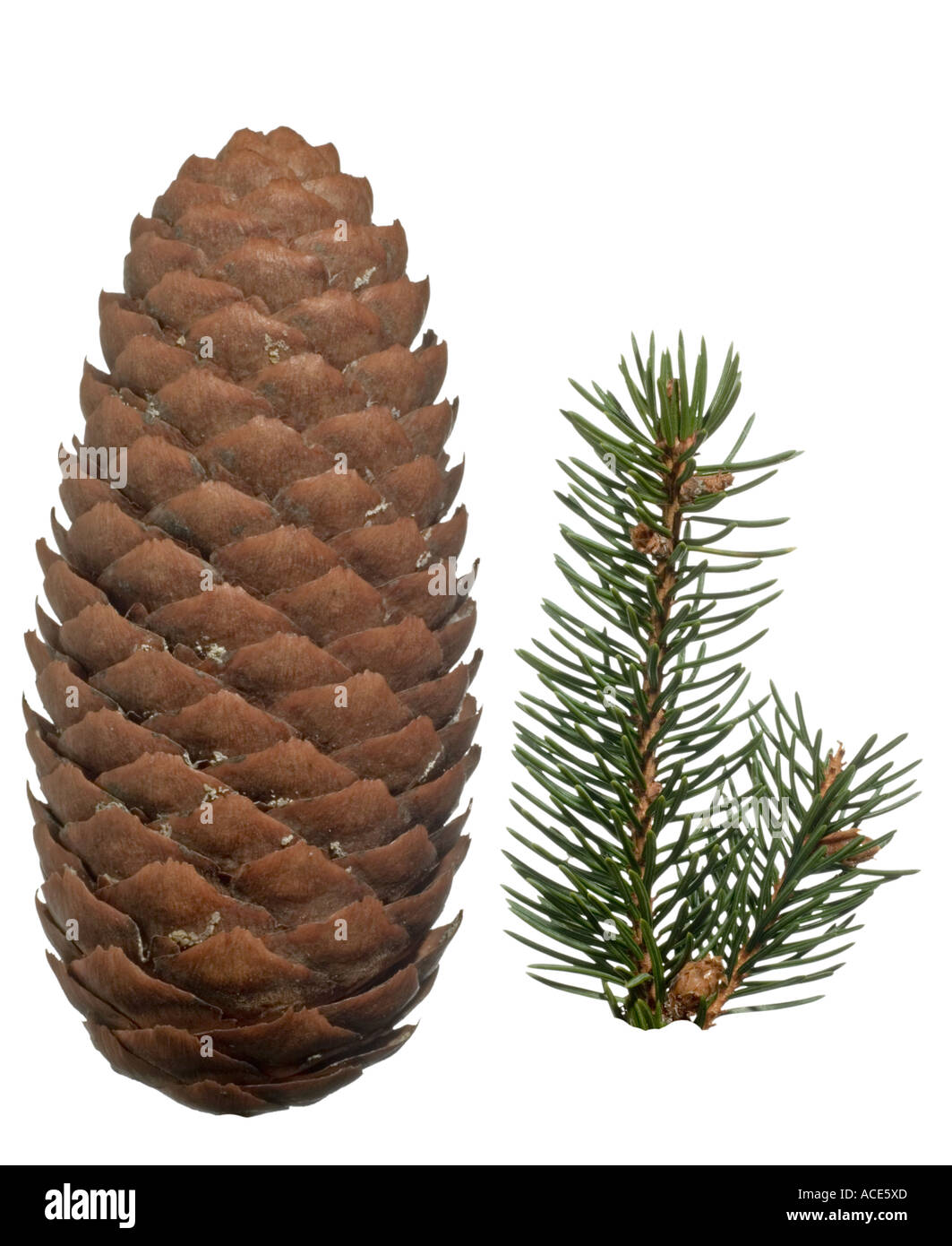 Norway spruce cut out hi-res stock photography and images - Alamy