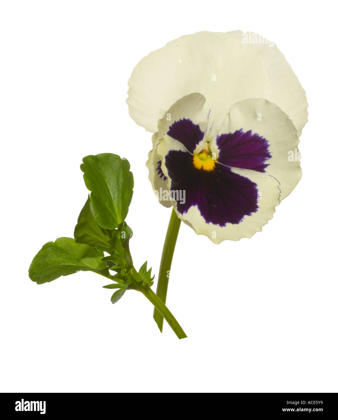 Pansy macro flowerhead and leaf Surrey England May Stock Photo - Alamy