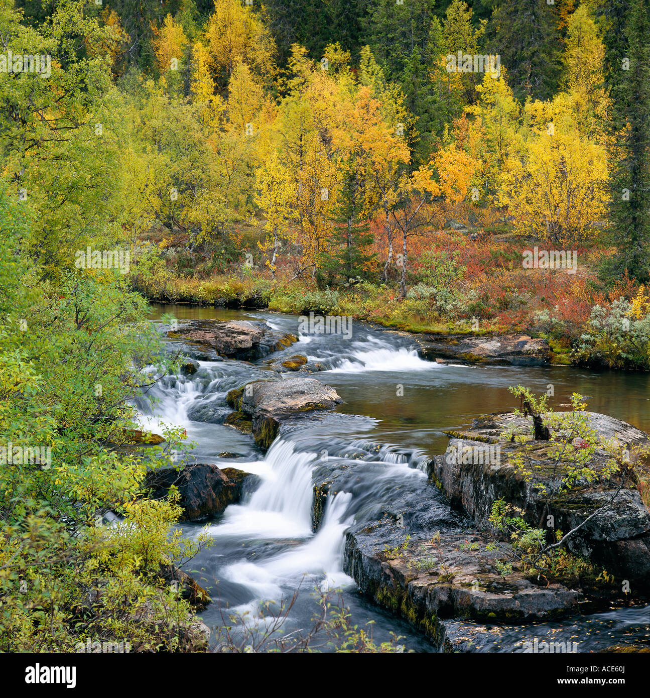 A stream in an autumn coloured forest Stock Photo - Alamy