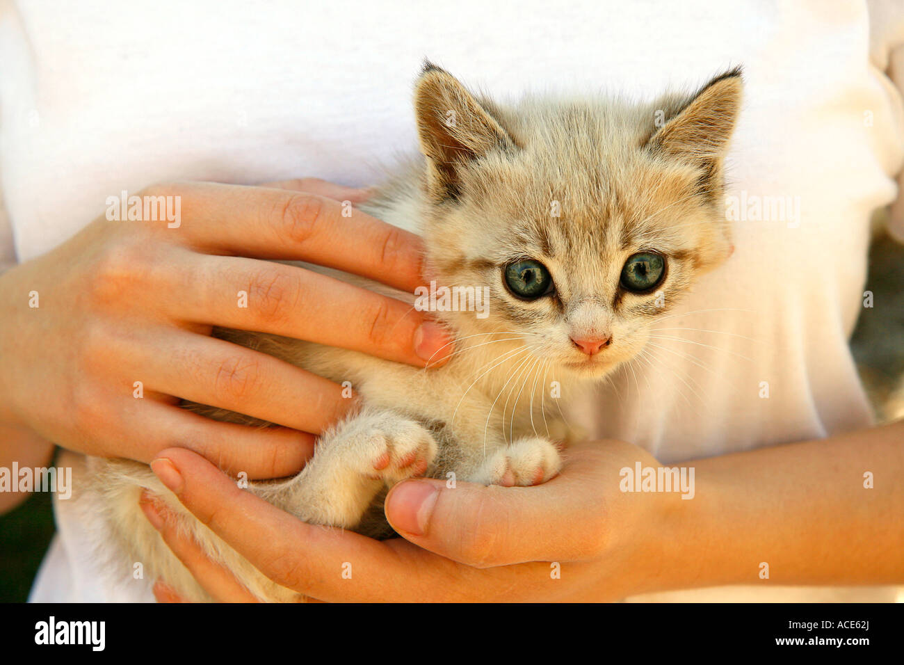Kitten on hands Stock Photo - Alamy