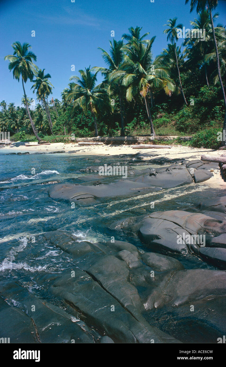 palmtrees at coastline andaman islands andaman and nicobar islands ...