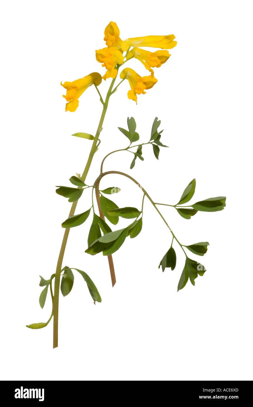 Yellow corydalis hi-res stock photography and images - Alamy