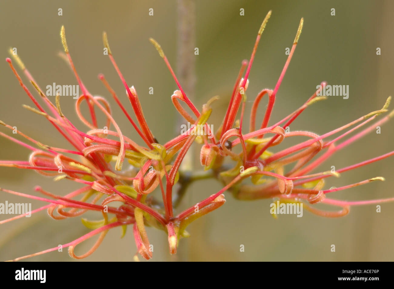 Australian mistletoe hi-res stock photography and images - Alamy