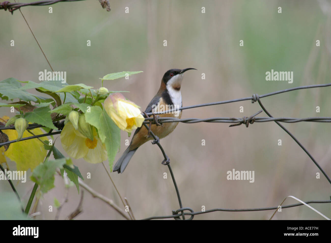Easter Spinebill on wire fence Stock Photo - Alamy