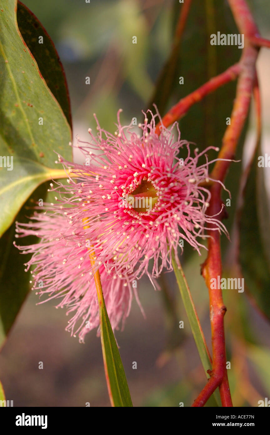 Salmon Gum Tree High Resolution Stock Photography and Images - Alamy