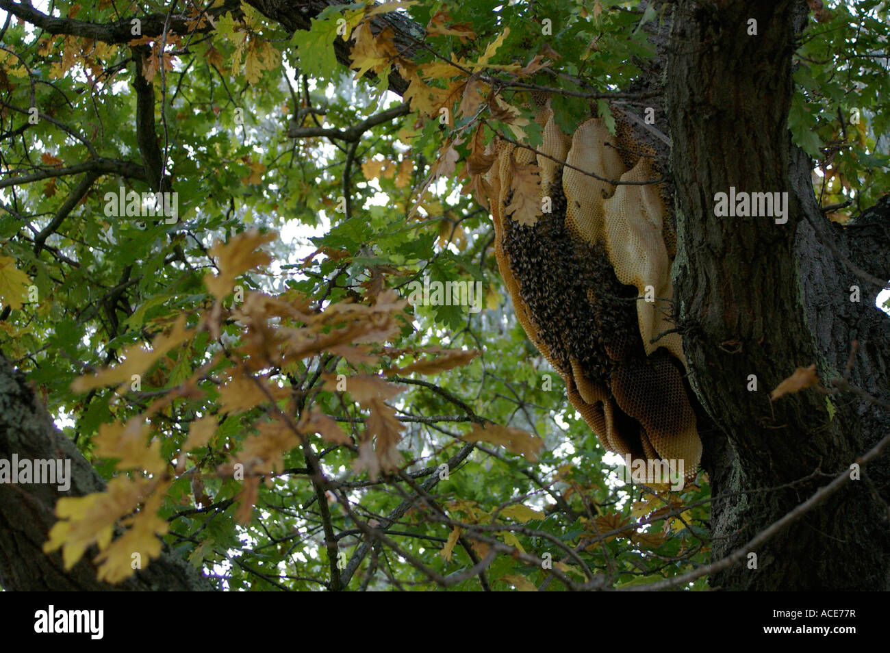 Feral Beehive in Oak tree Stock Photo - Alamy