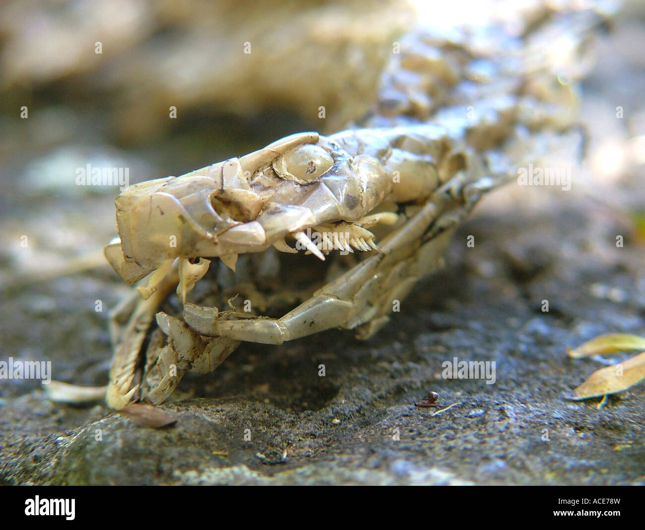 Snake skull hi-res stock photography and images - Alamy