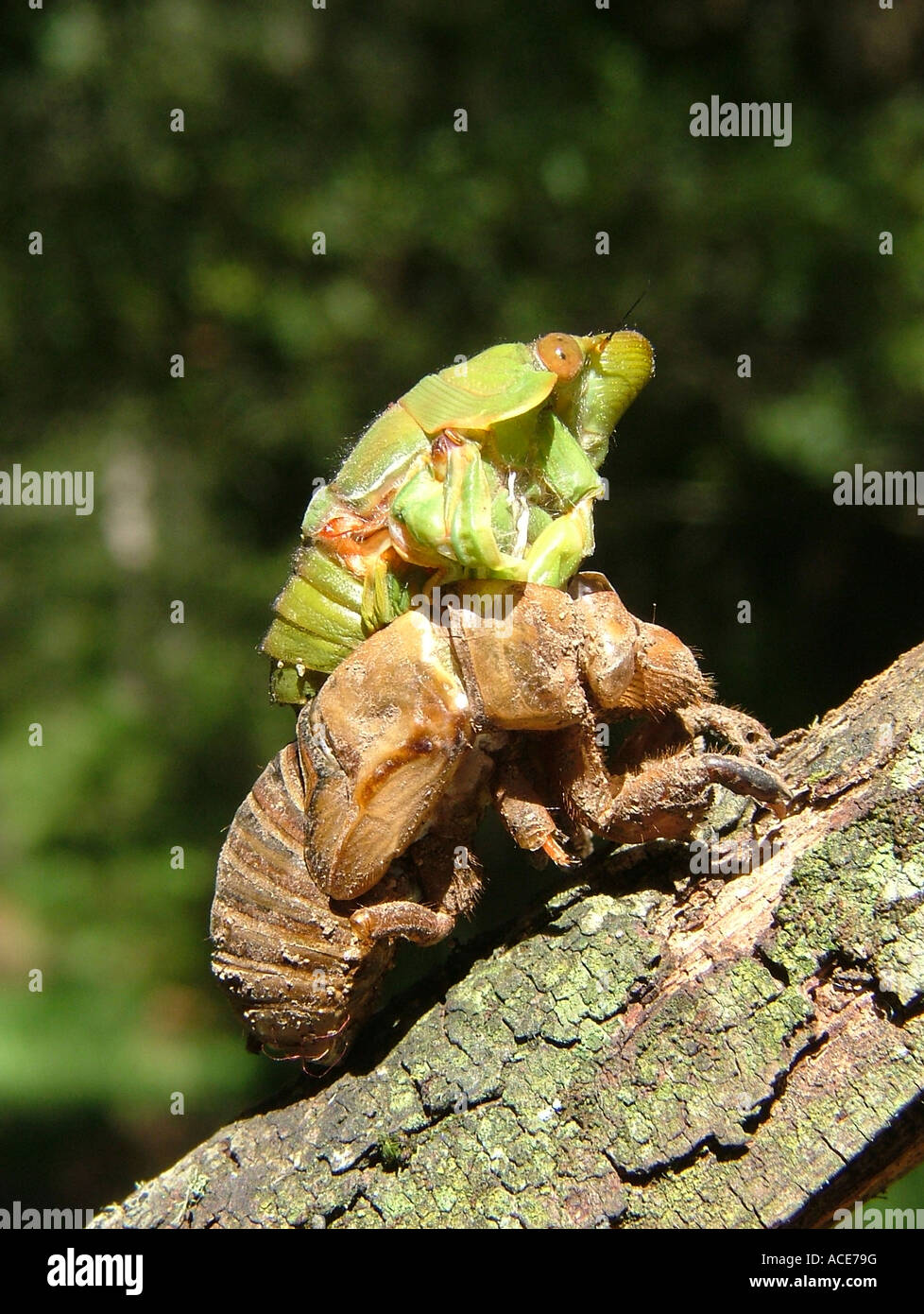 Larva from cicada hi-res stock photography and images - Alamy