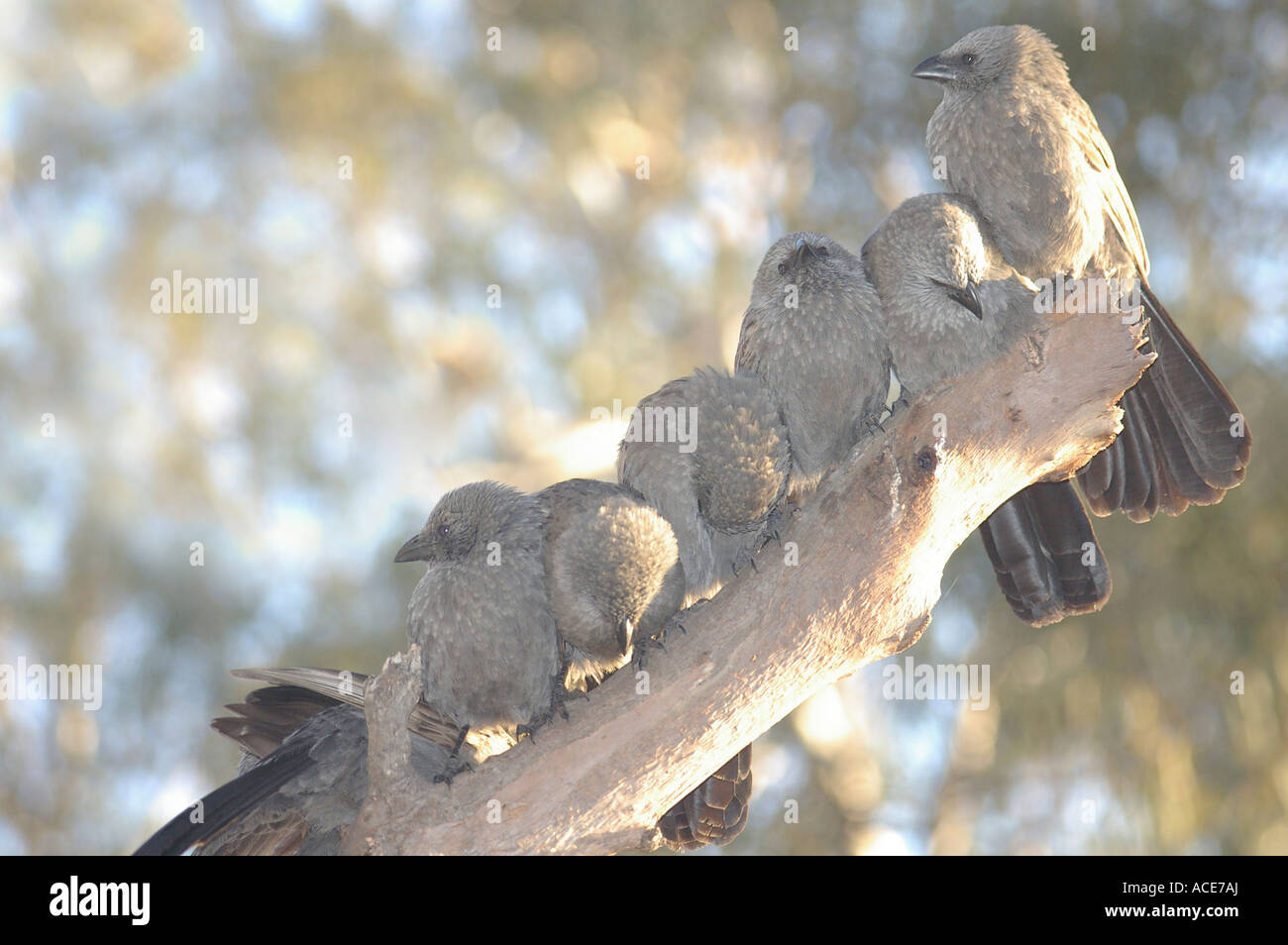 Flock of Apostlebirds Stock Photo - Alamy