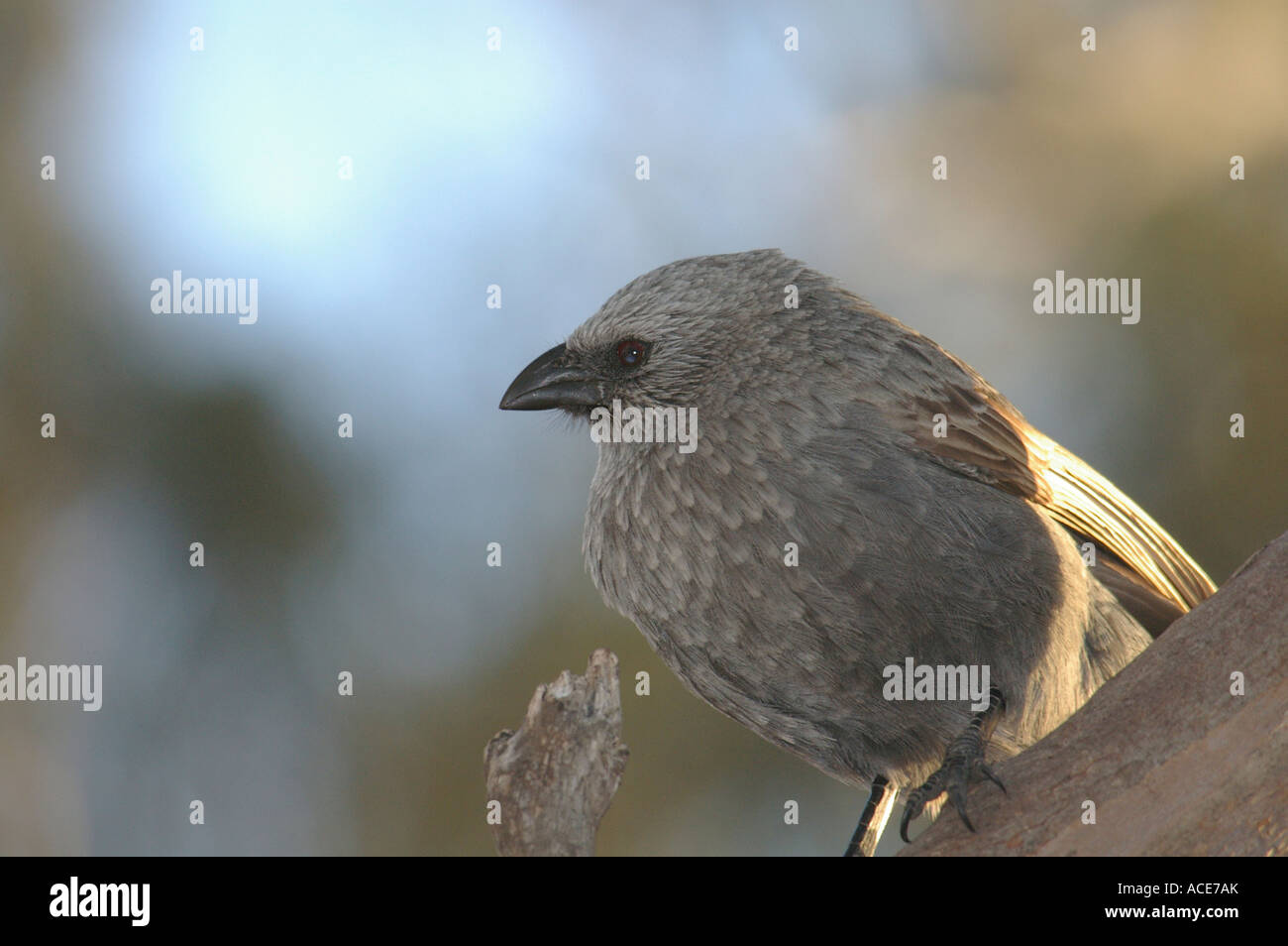 Apostle bird hi-res stock photography and images - Alamy