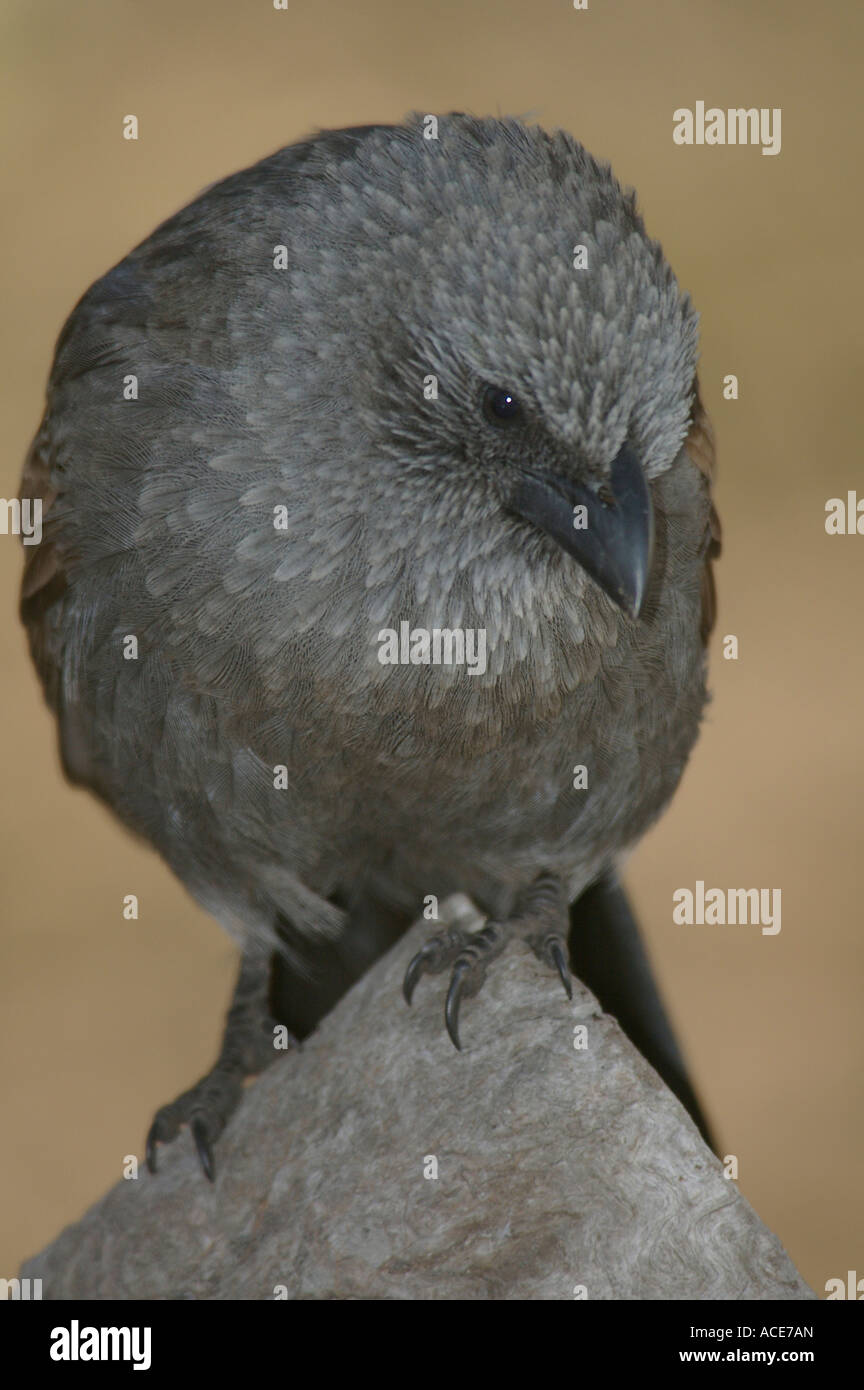 Australia bird apostlebird hi-res stock photography and images - Alamy