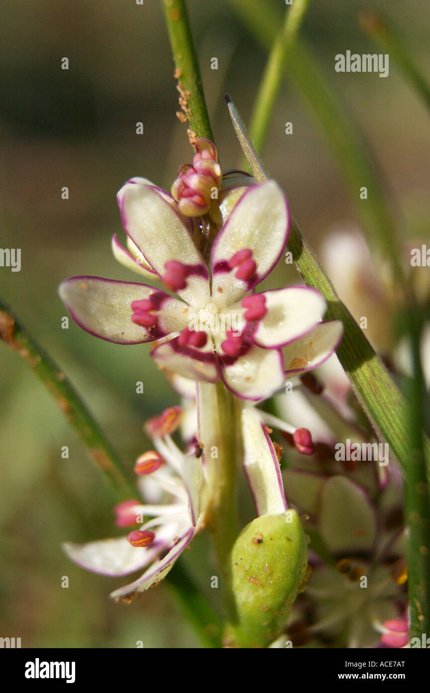 Early Nancy (Anguillaria dioica Stock Photo - Alamy