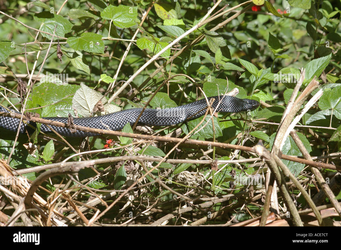 Eastern Brown Snake Stock Photo - Alamy