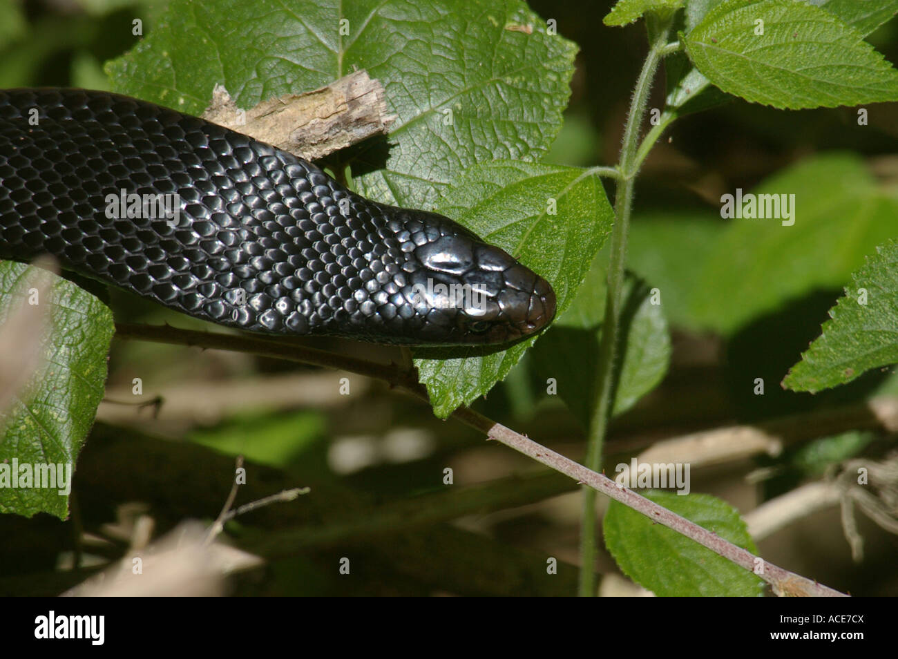 Australian eastern brown snake hi-res stock photography and images - Alamy