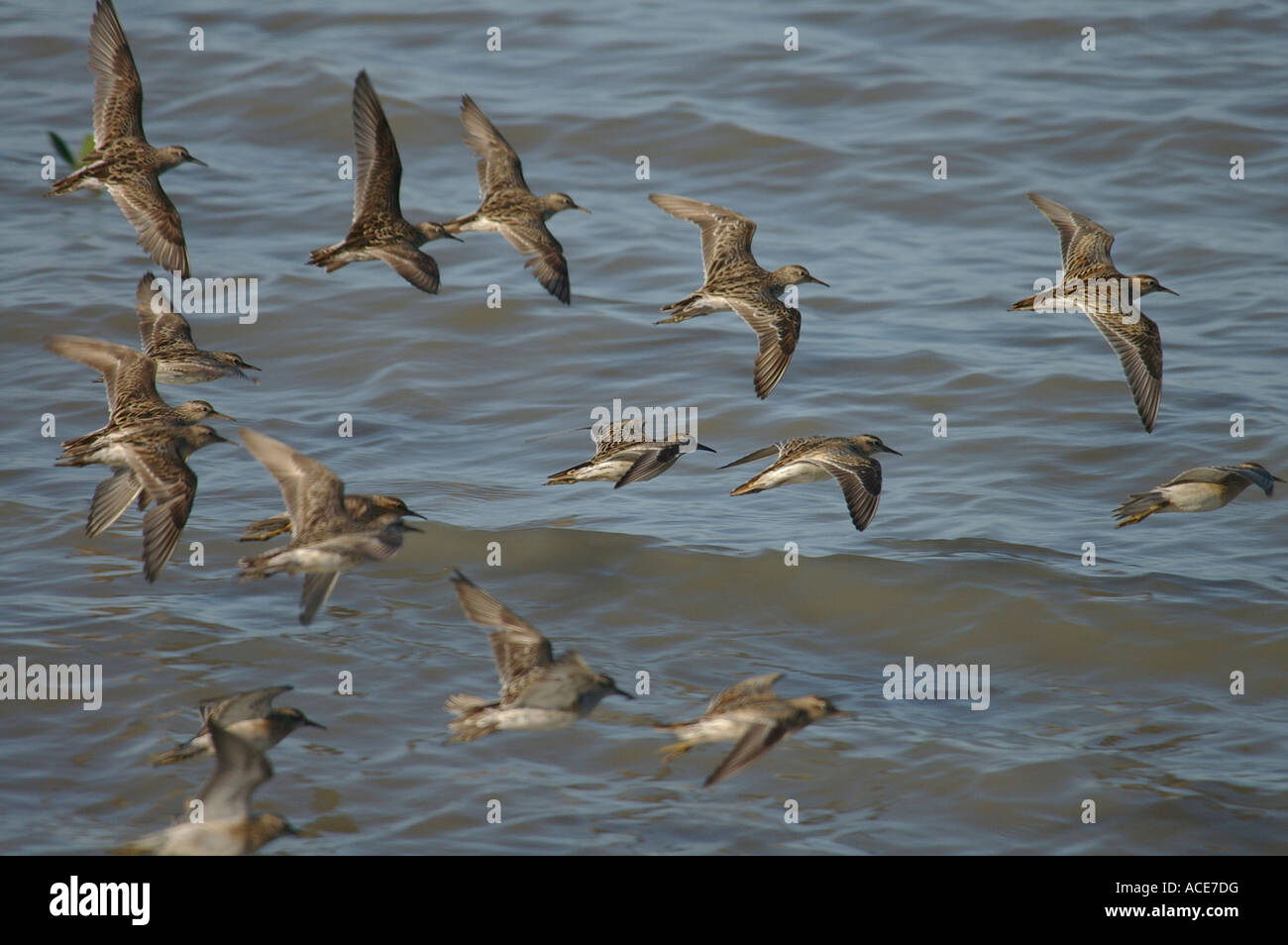 Flock of Sharp-tailed Sandpipers in flight Stock Photo - Alamy