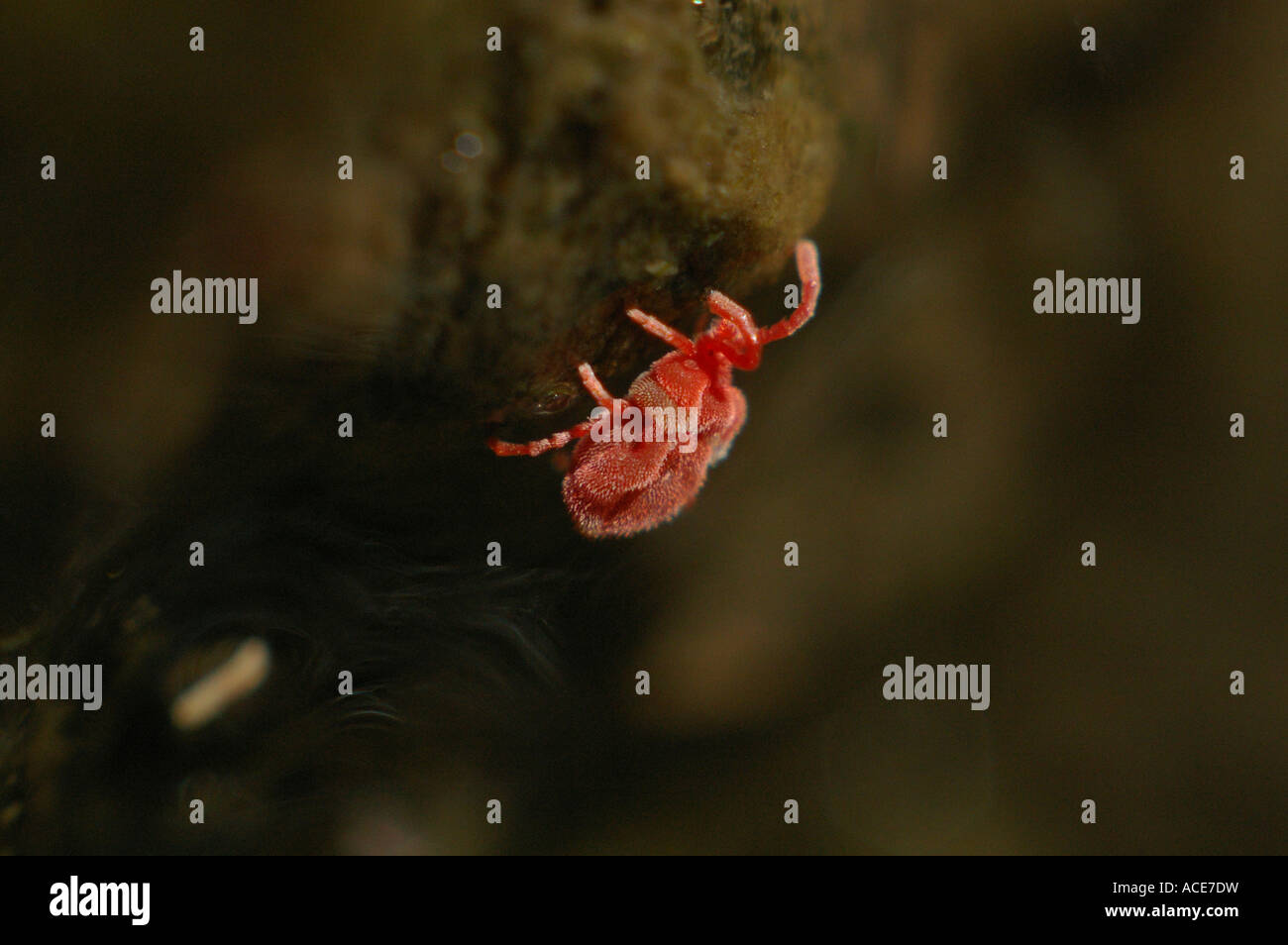 Red water mite Stock Photo - Alamy