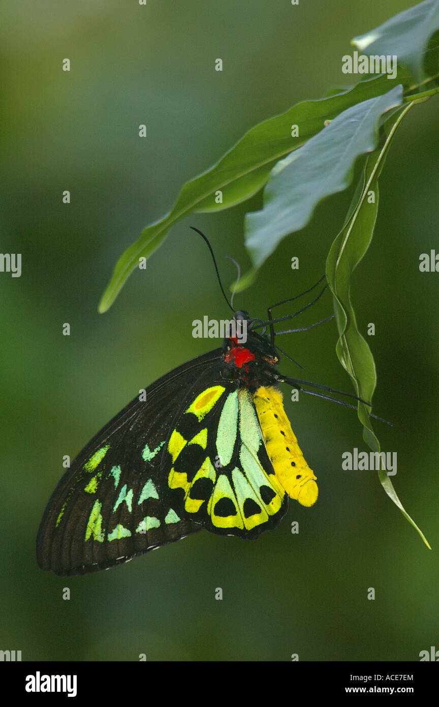 Invertebrate butterfly birdwing hi-res stock photography and images - Alamy