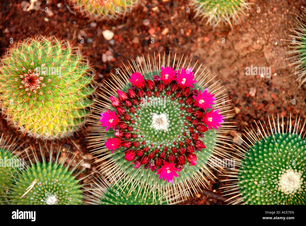 Colourful cacti flowers Stock Photo - Alamy